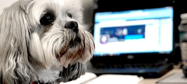 Bring your dog to work day – why your business should allow dogs ...